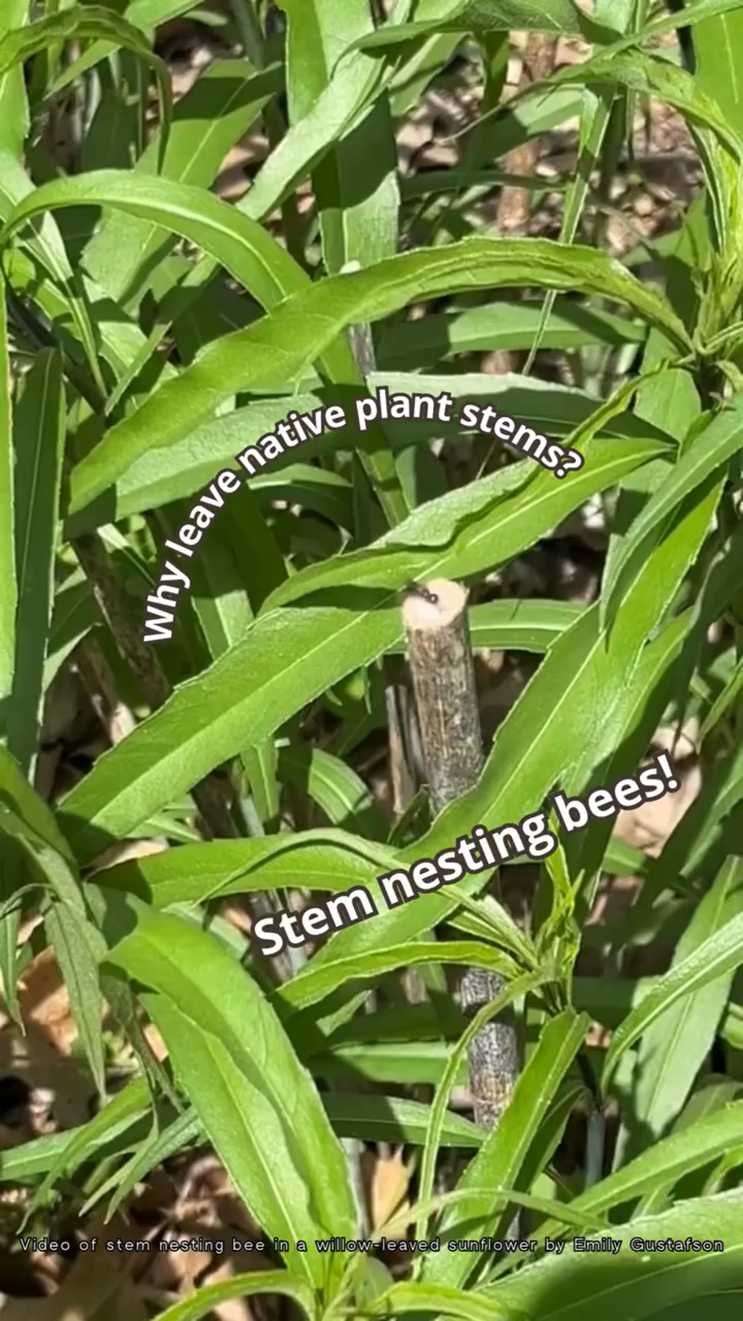Stem-nesting bee by Emily Gustafson