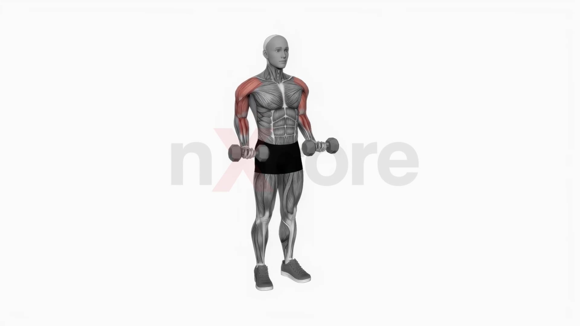 Dumbbell Drag Over Shoulder Bicep Curl (2)
