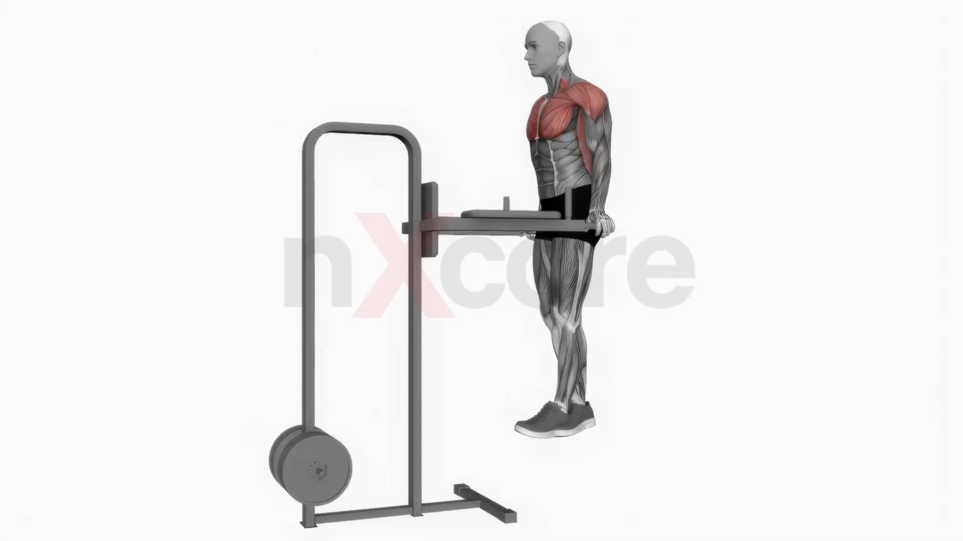 Chest Dip (on dip station) (2)