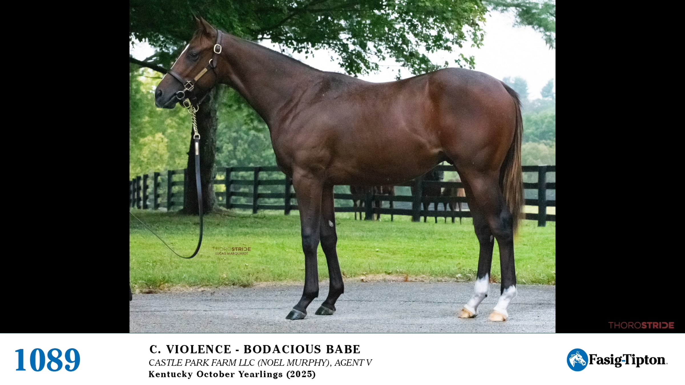 FTKOCT25, Hip 1089, c. VIOLENCE - BODACIOUS BABE 24 | Videos & Movies ...