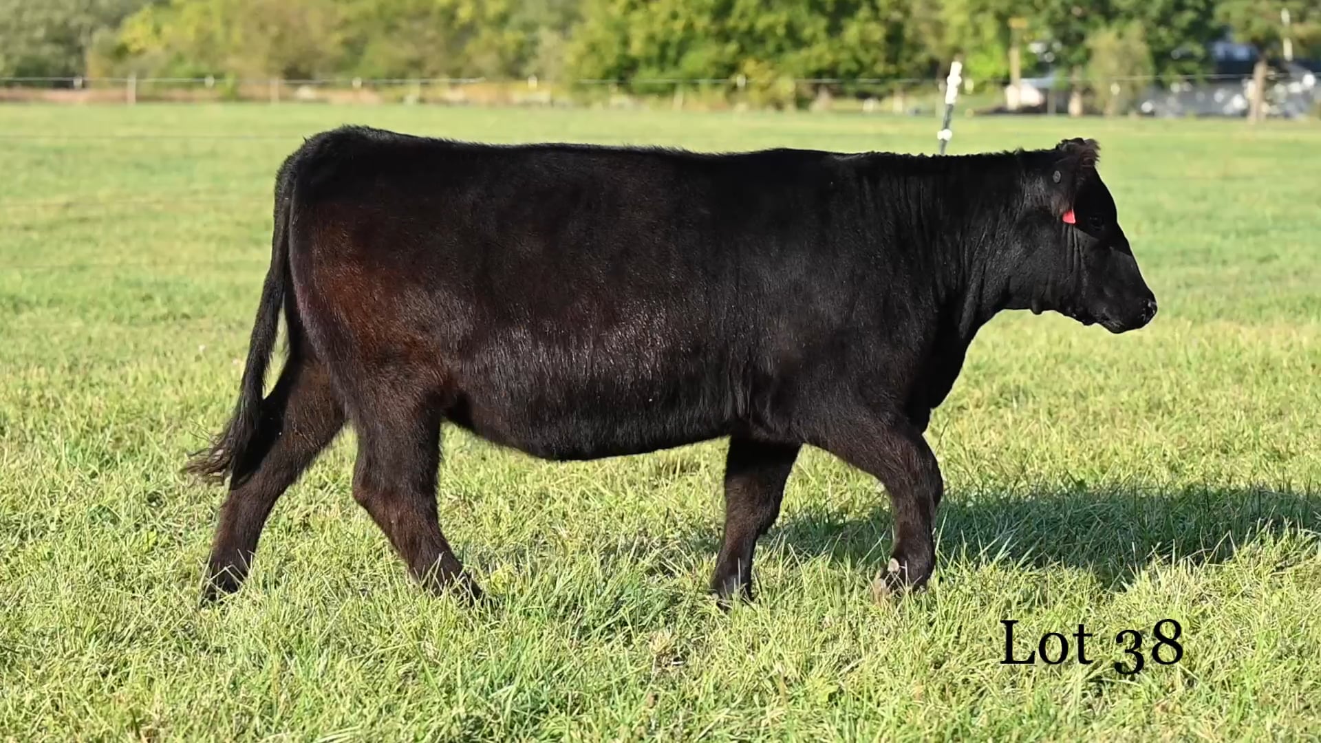 Winegardner Lot 38