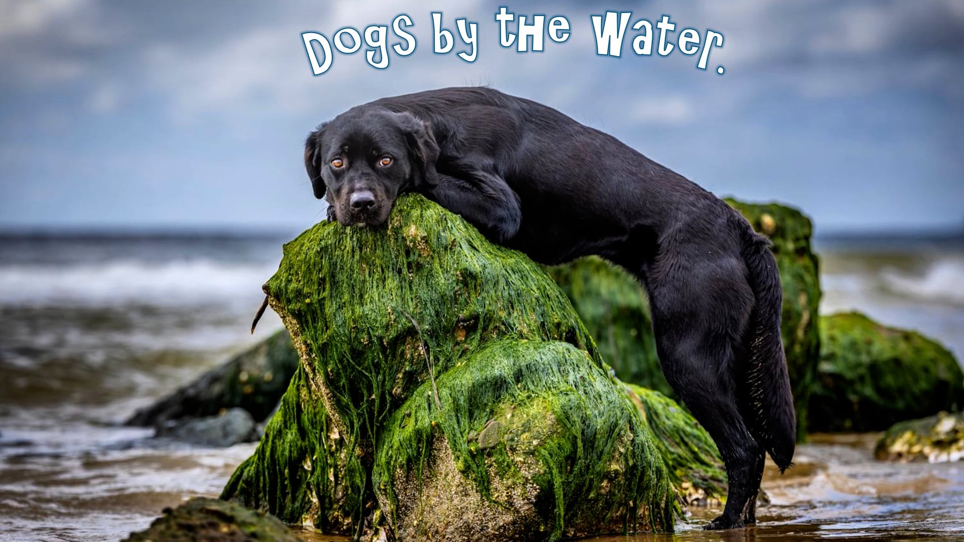 Dogs by the water | Videos & Movies on Vimeo