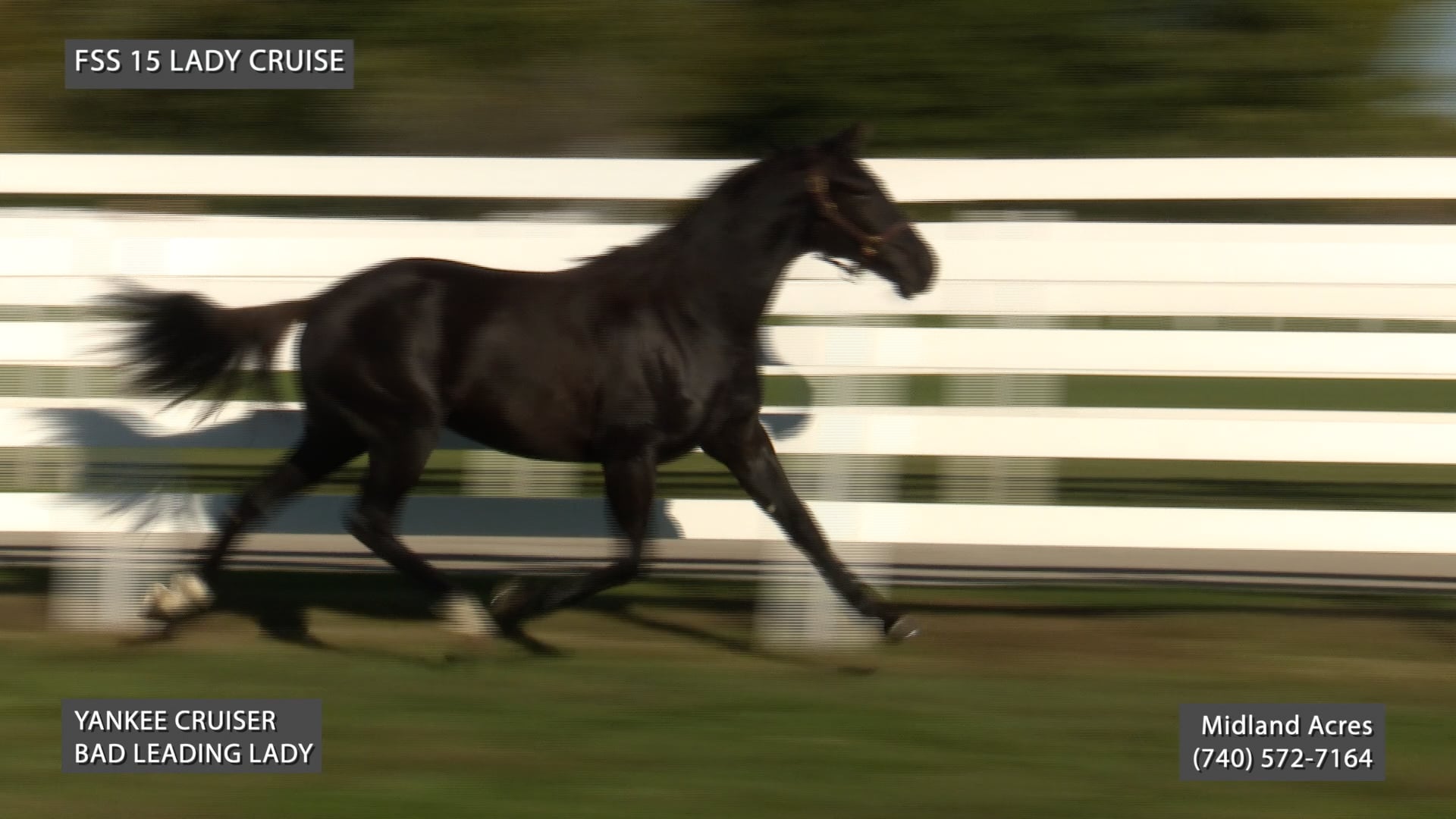 Midland Acres - FSS 15 LADY CRUISE on Vimeo