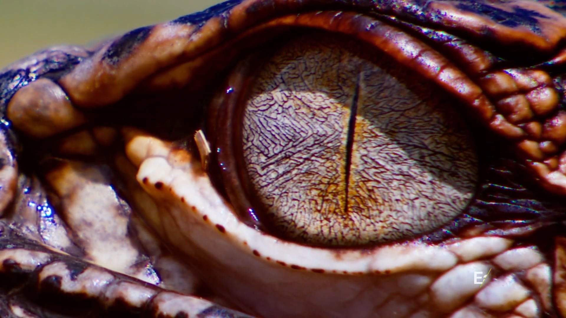 Texas Gator Savers | Official Trailer | EarthX