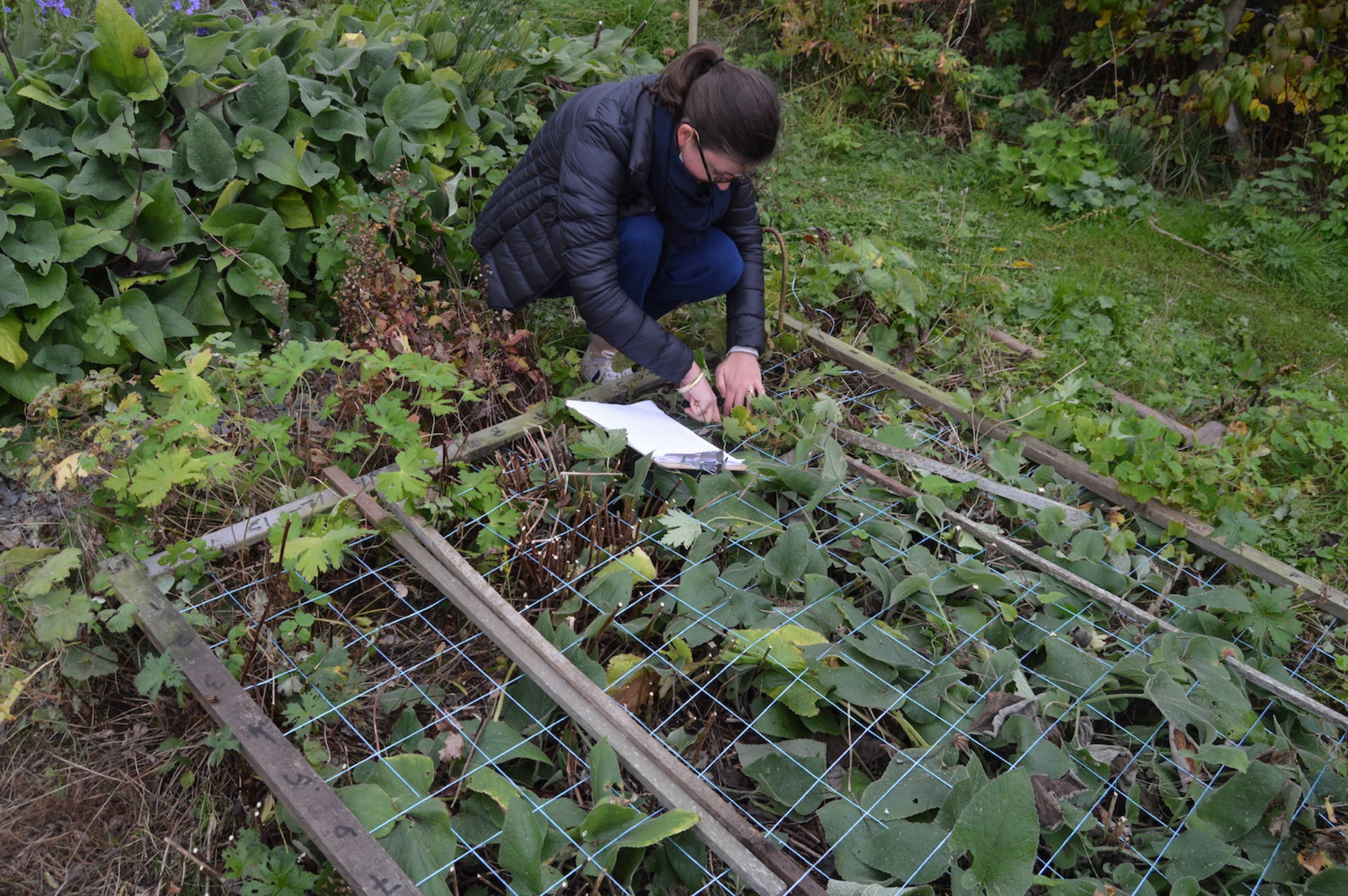 Watch Mapping Plant Growth – exploring what happens when perennials ...