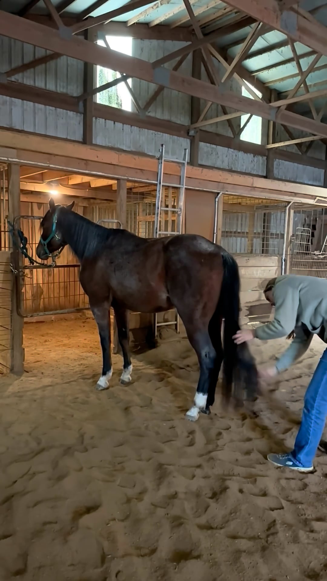 Flash Magic Master- 2022 AQHA Bay Roan Gelding | Videos & Movies on Vimeo