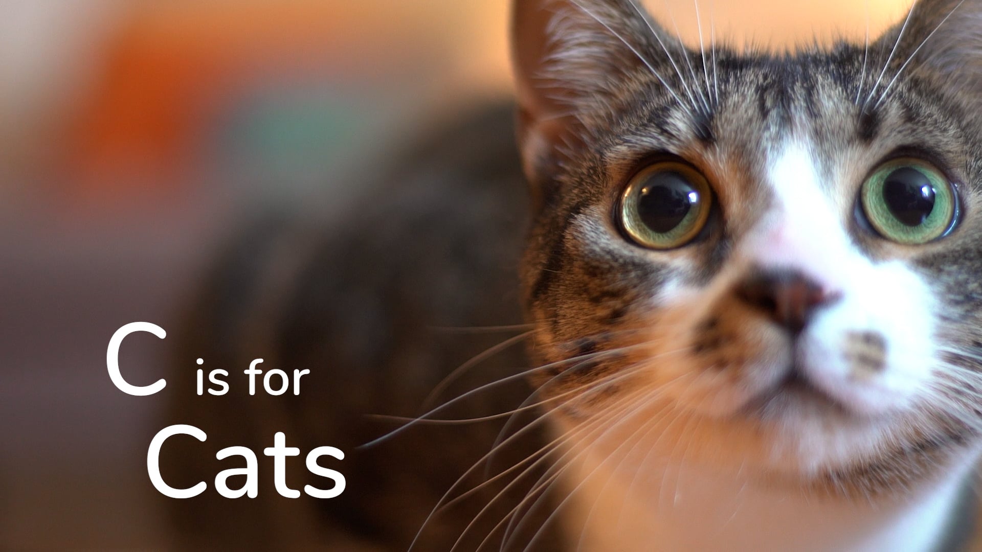 That's Everything: C is for Cats