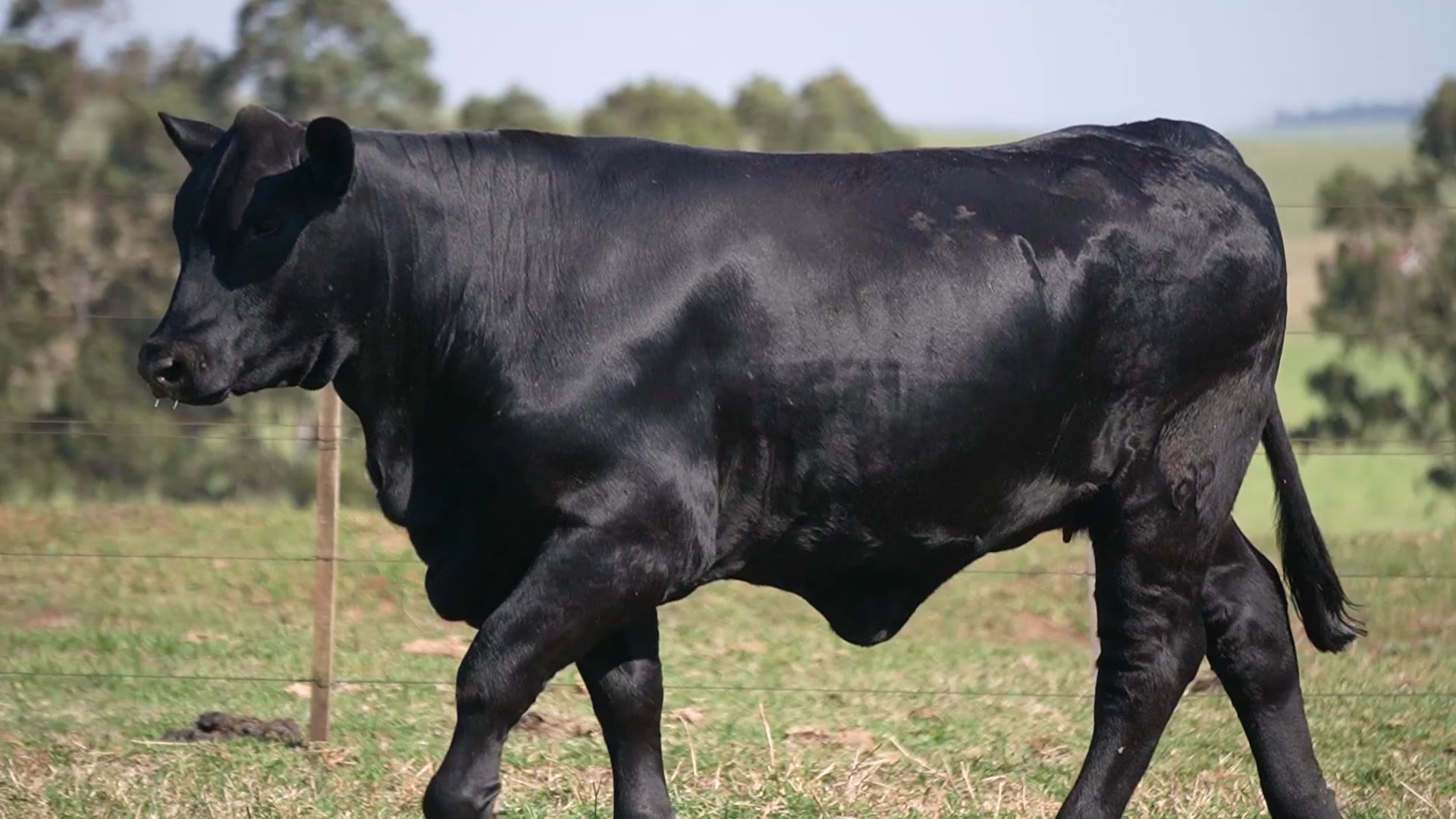 LOTE 15 - T885