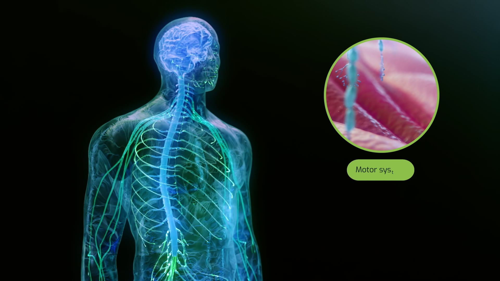 Empasiprubart Multifocal Motor Neuropathy (MMN) MoD Animation