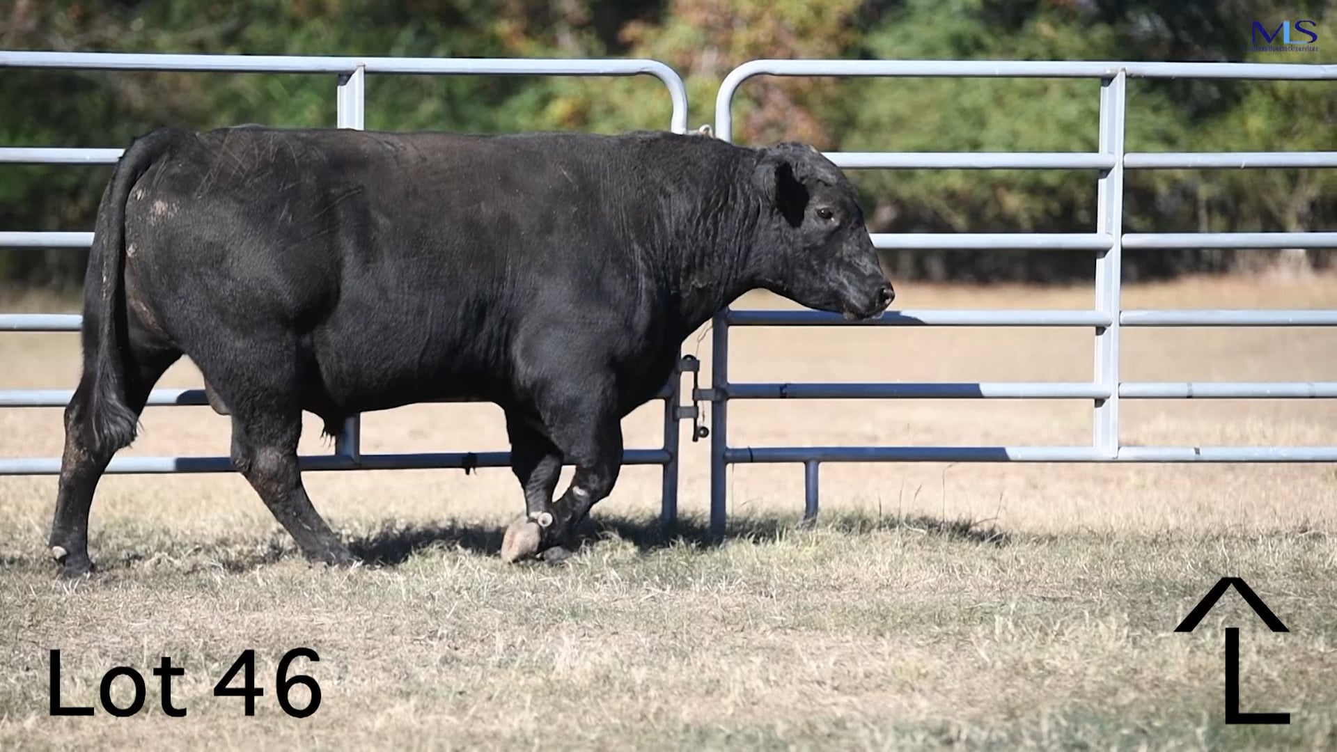 Lot 46