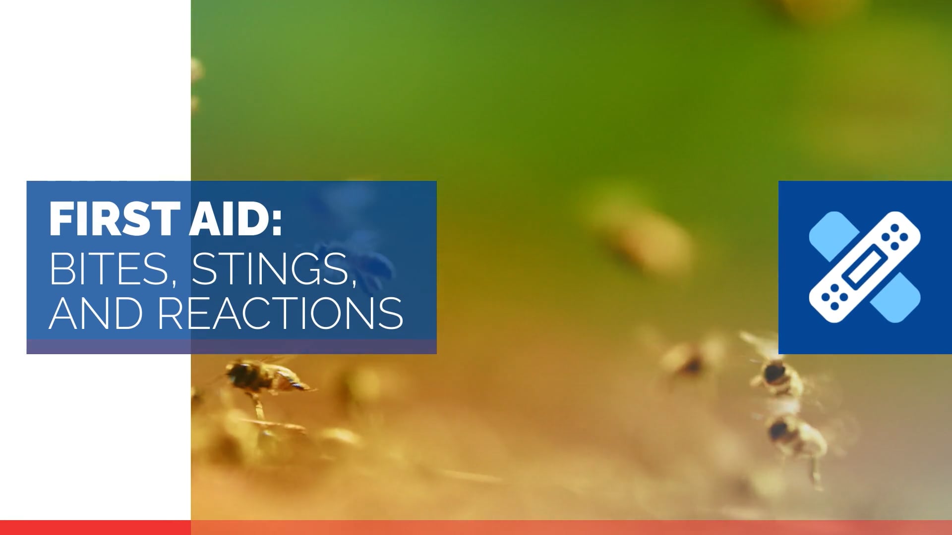 First Aid: Bug Bite Stings