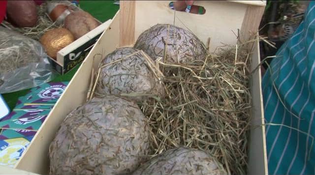 The Very First Game of Pigs Bladder Football to Take Place in The 21st ...