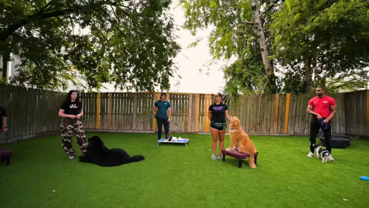 Revival Dog Training West University