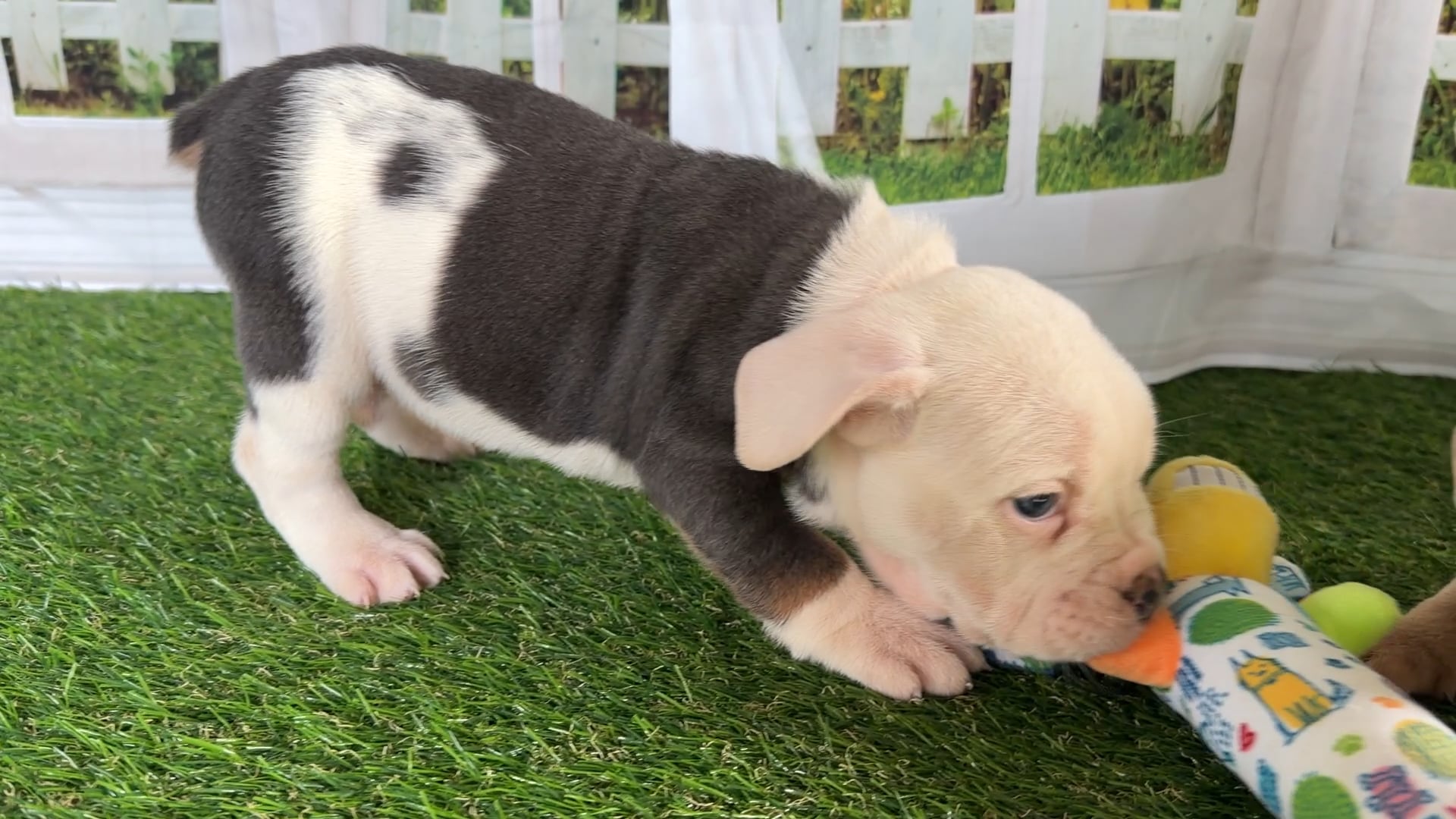 French Bulldog puppy for sale