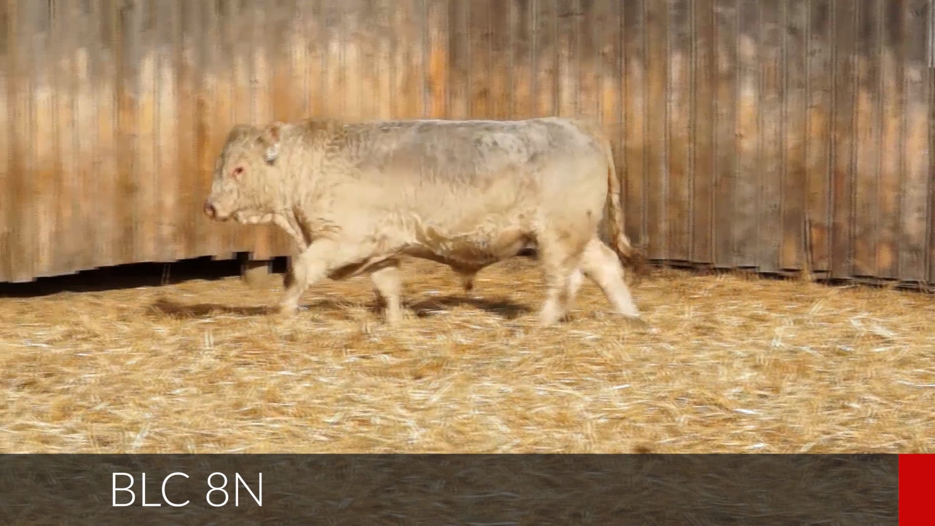 BLC 8N.mp4