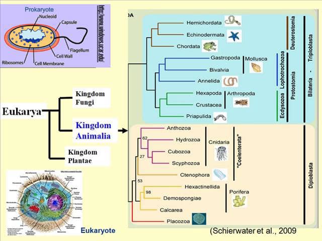 Origins of Complex Life - Li Guoxiang, Nanjing Institute of Geology and ...
