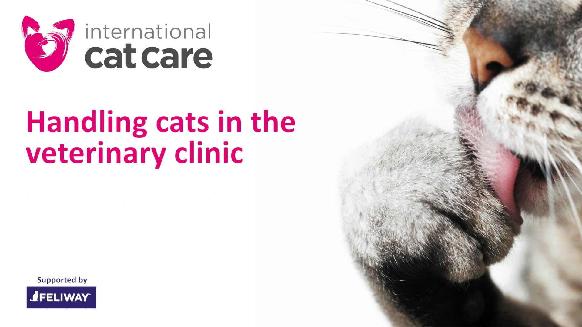 F.07.6 iCatCare - Blood sampling a cat (Spanish)