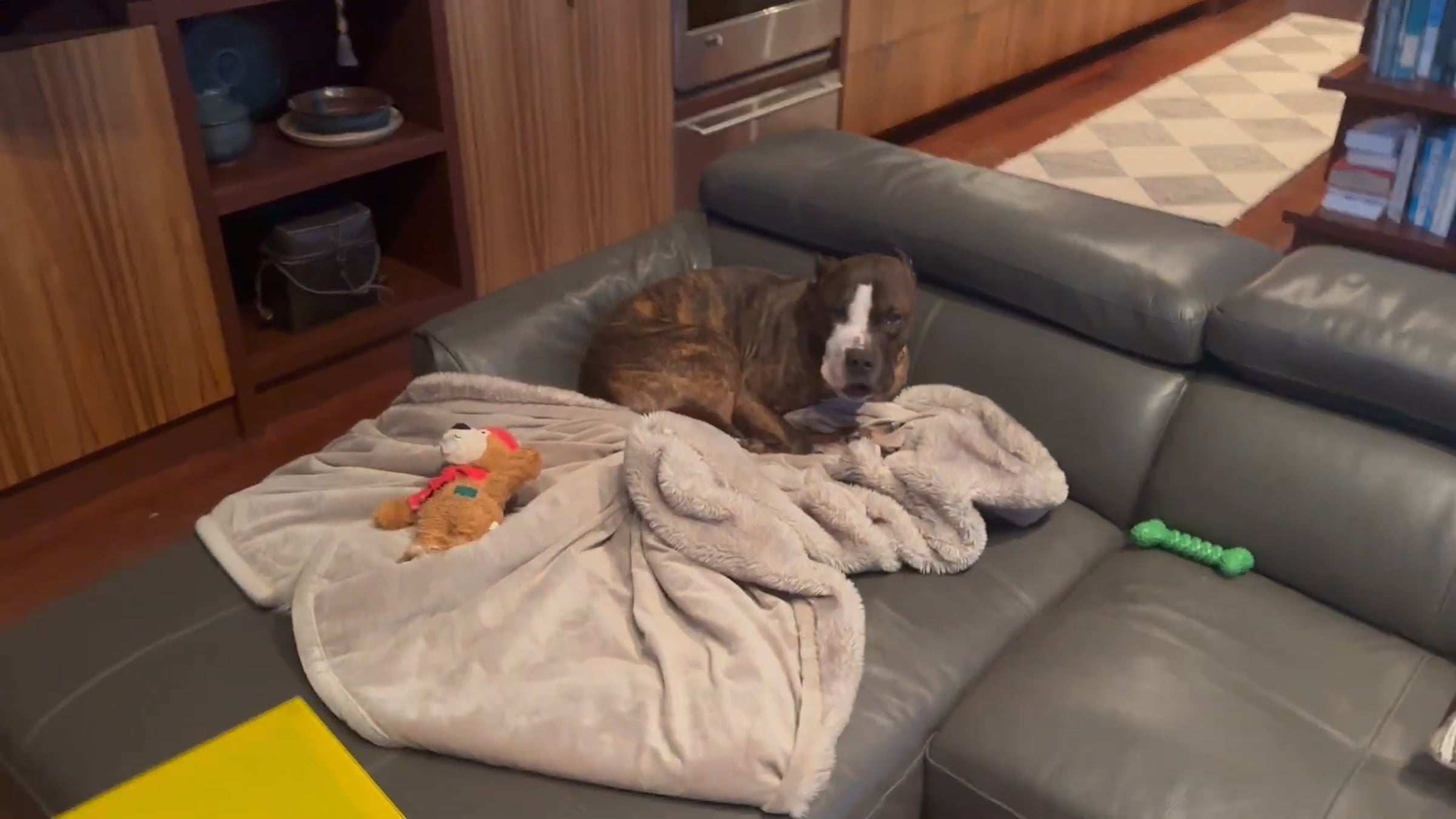 Sweet Bean in Foster Care | Videos & Movies on Vimeo