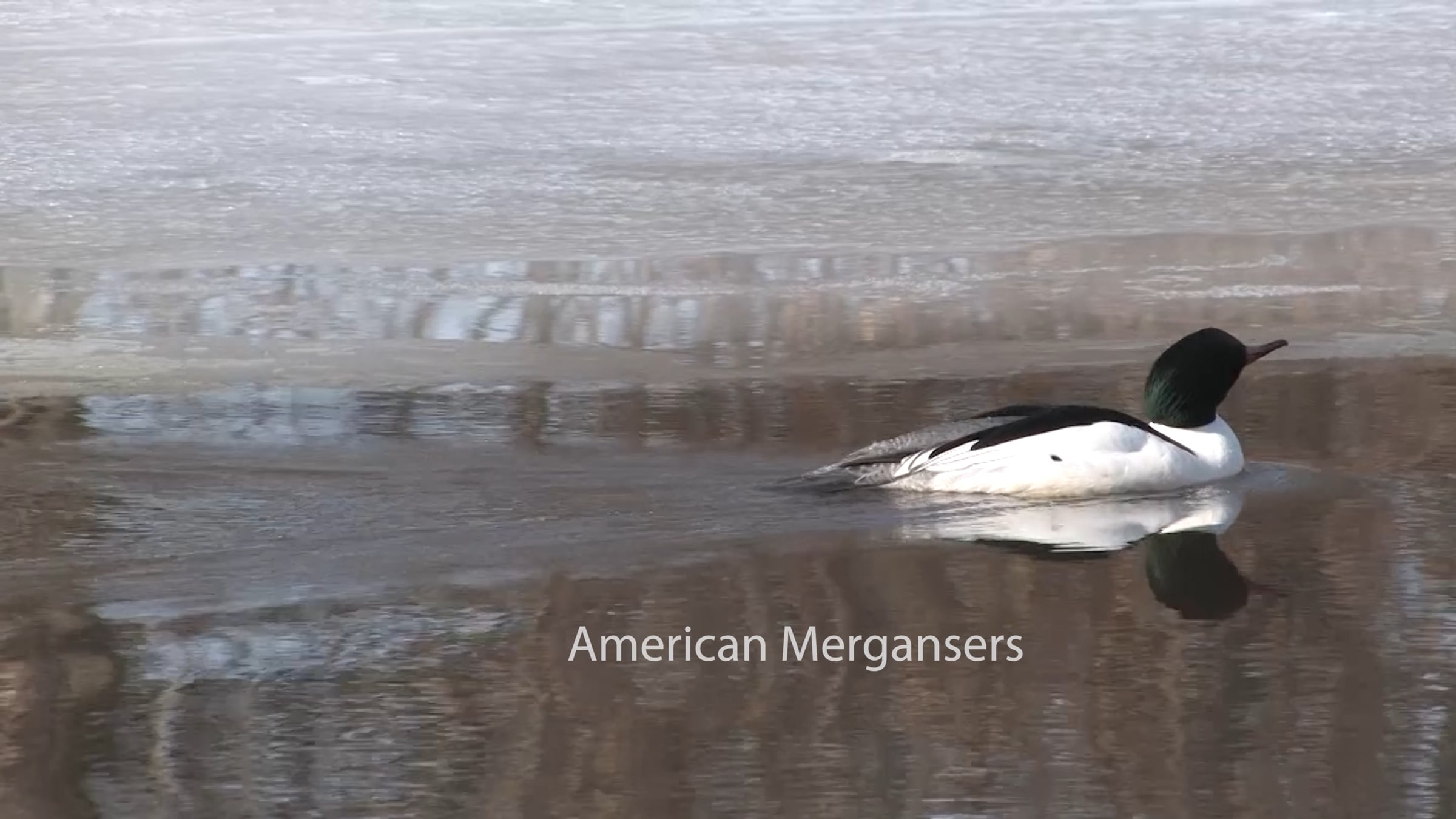 American Merganser at Colvill Park, Red Wing Minnesota