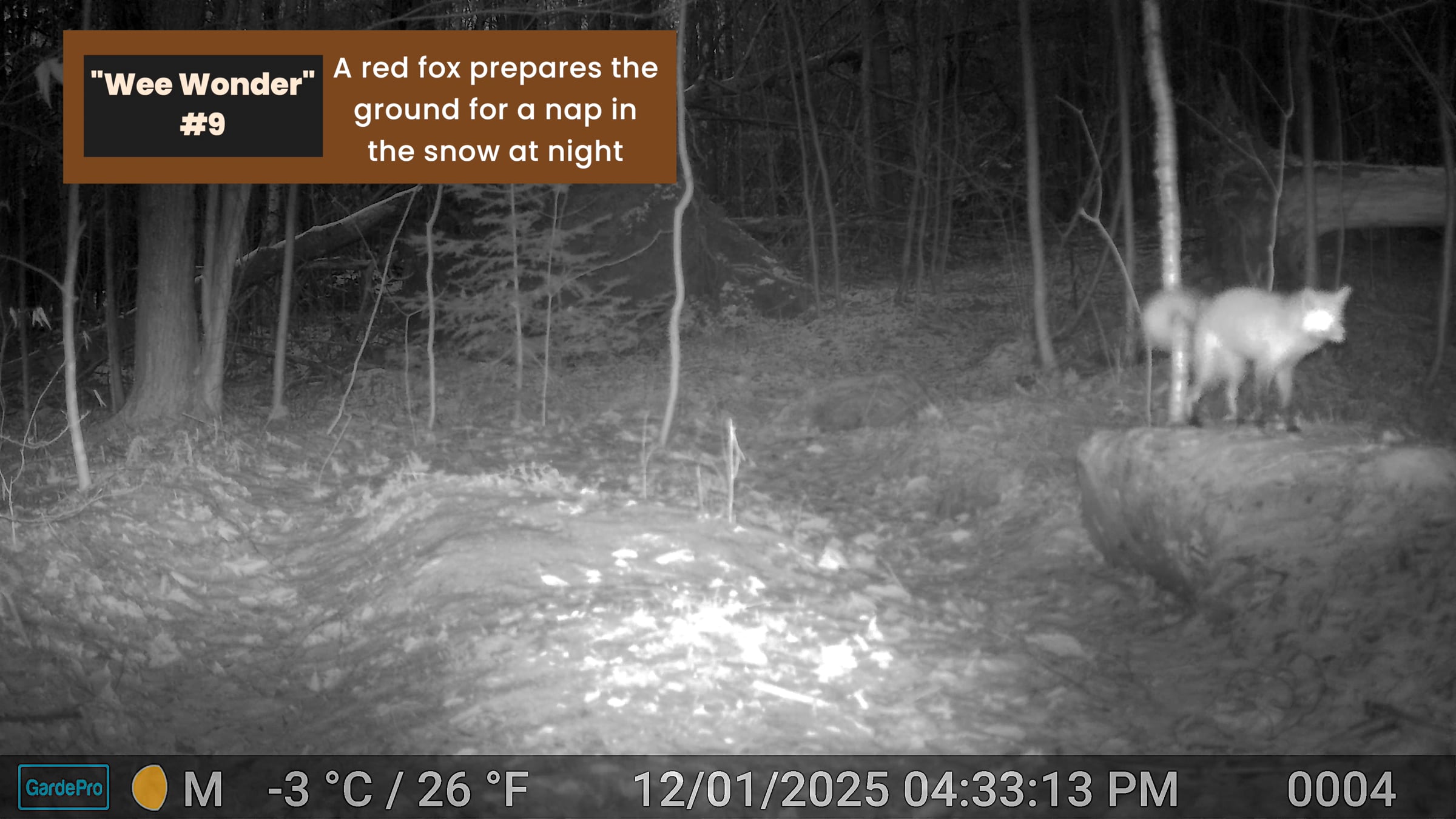 Wee Wonder #9 ~ Fox Takes a Snow Nap | Videos & Movies on Vimeo