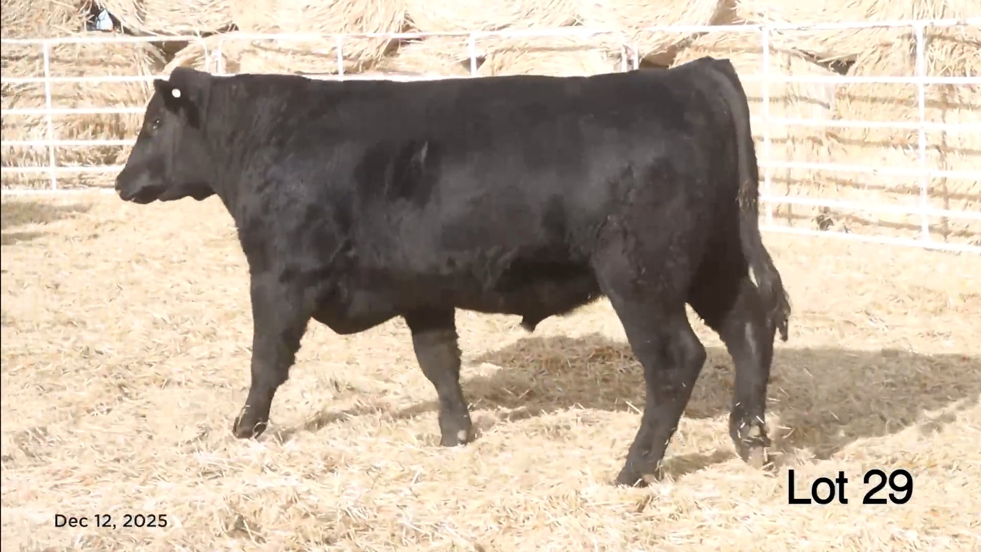 2025 Lots 1-17 | McConnell Angus