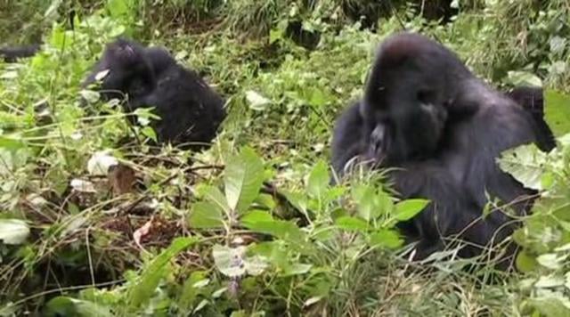 PARCE QUE LE TCHAD - Rwanda : Parcs Nationaux & Histoire [french] on Vimeo