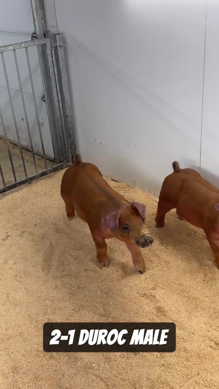2-1 Duroc Male 1.19.26 | Videos & Movies on Vimeo