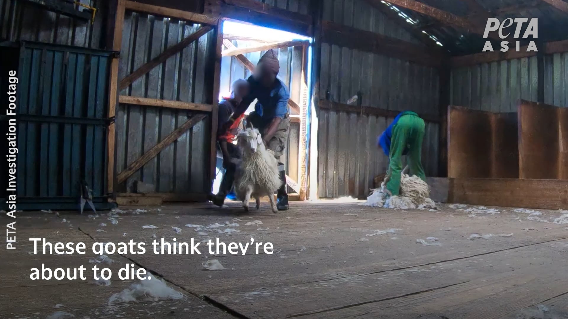 Goat With Gaping Wound From Jackal Shorn on ‘Responsible’ Mohair Farm ...