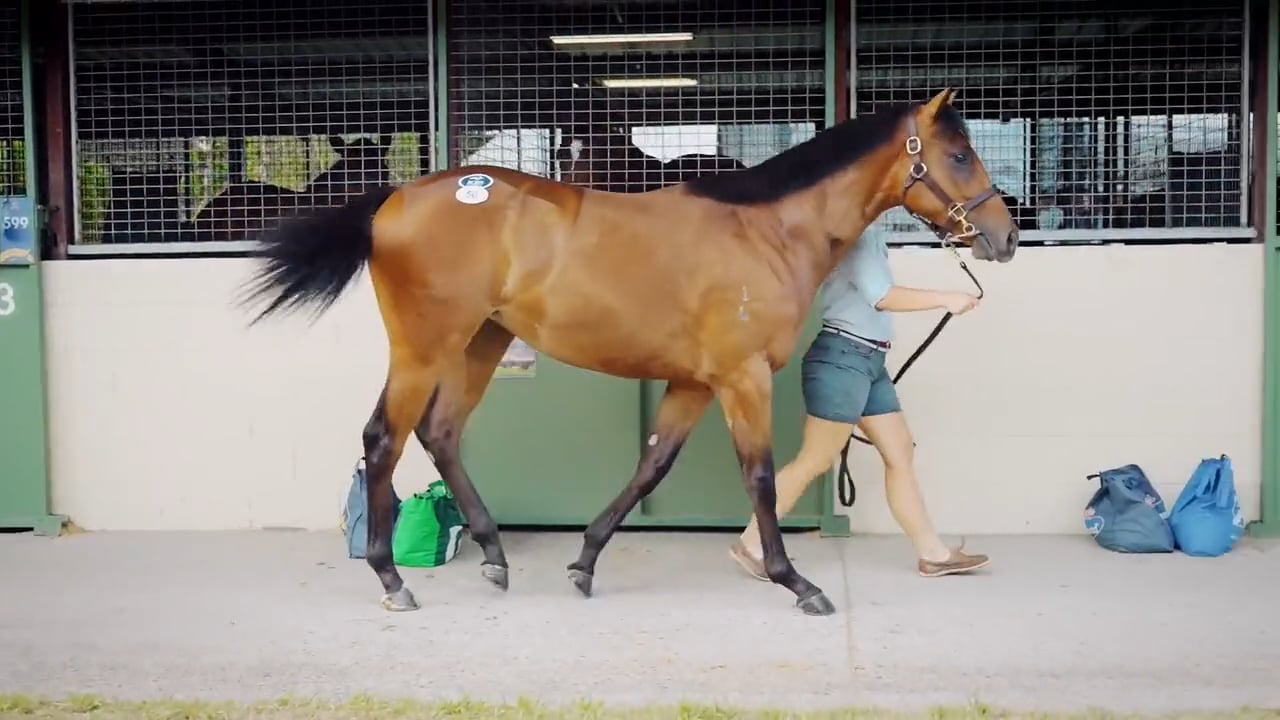 Brave Smash x Anabaa's Legacy - Ciaron Maher Racing & Import Racing