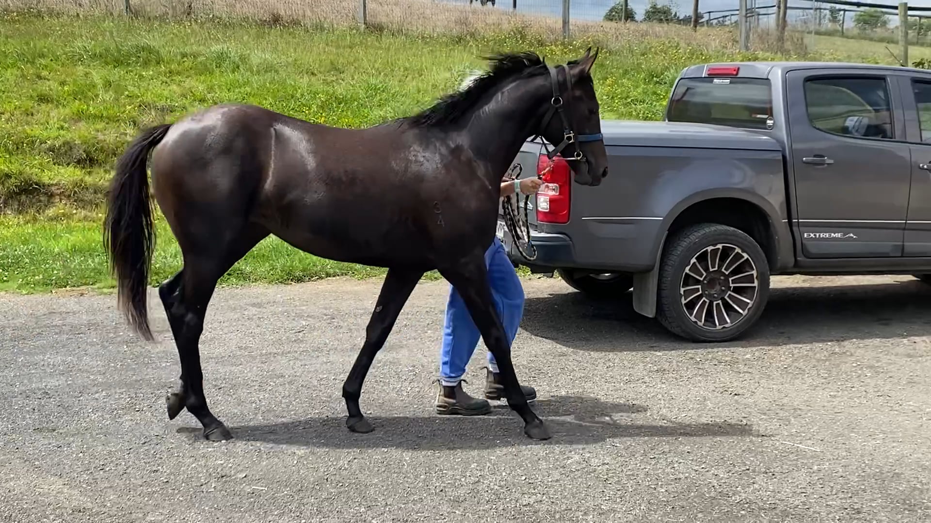 Ardrossan x Via Lattea Filly - 2 | Videos & Movies on Vimeo