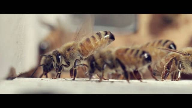 BEES! on Vimeo