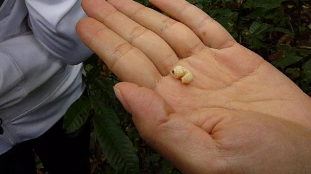 survival in amazon rainforest - eating worms on Vimeo