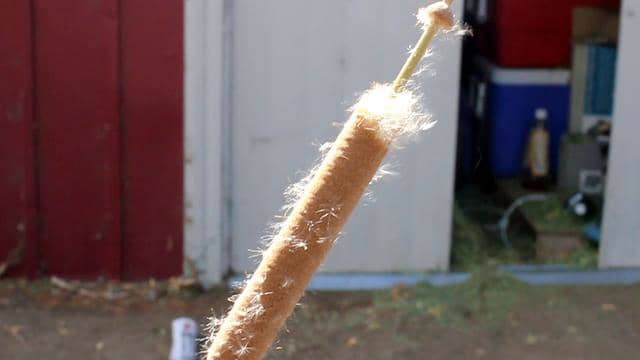 Exploding Cattail on Vimeo