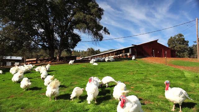 Diestel Family Turkey Ranch on Vimeo