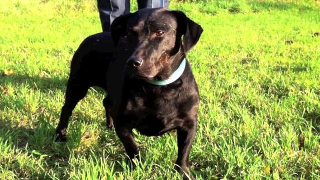 Kelly - Dackel-Labrador Mix im Tierheim Weil am Rhein on Vimeo