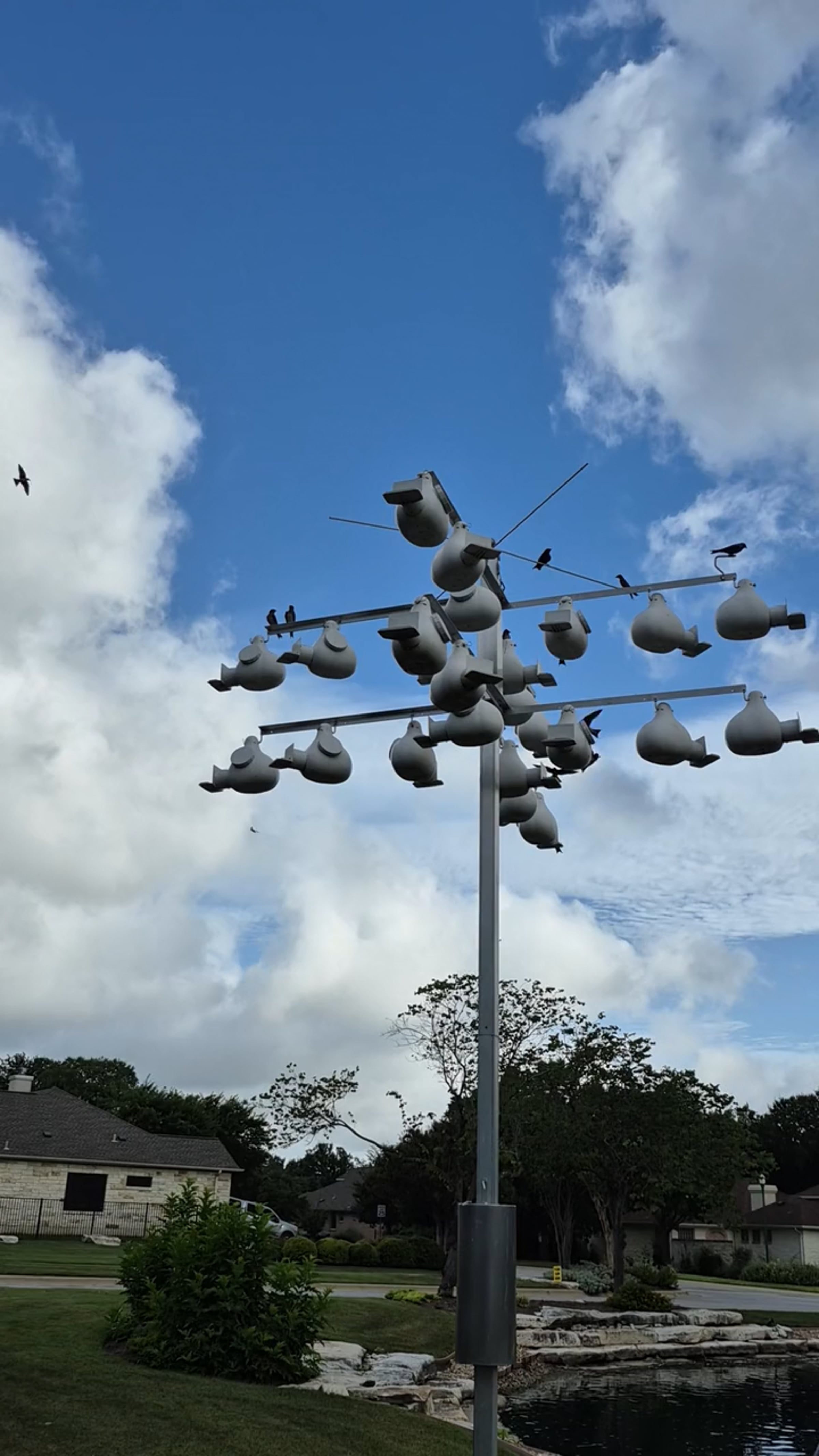 2026 Purple Martin Colony | Videos & Movies on Vimeo
