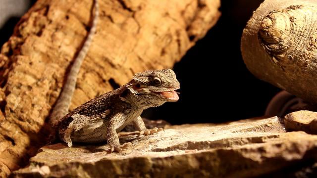 Lizard eating Cricket 600d test on Vimeo