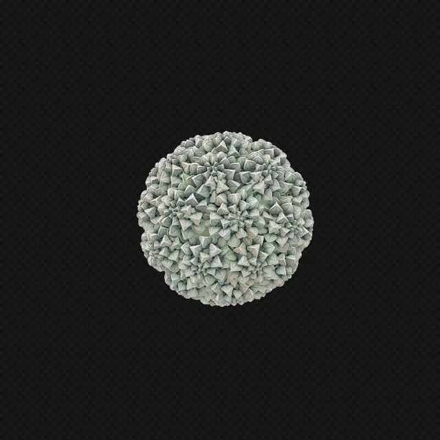 kedro phyllotaxis on Vimeo