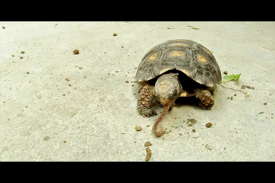 killer tortoise on Vimeo