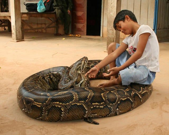 Snake boy in Cambodia - kid rides giant python on Vimeo