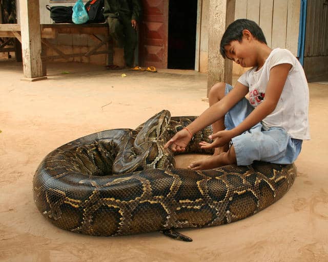 Snake boy in Cambodia - kid rides giant python on Vimeo