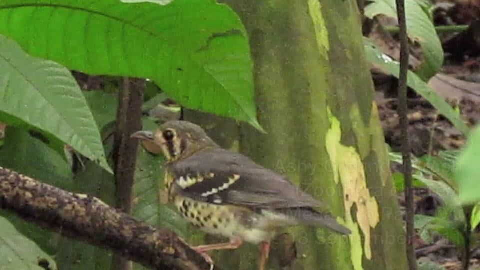 Ashy Ground Thrush on Vimeo