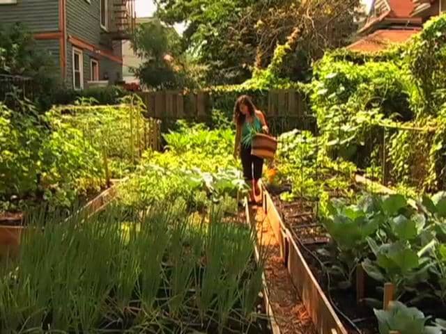 NYC's Cool New Backyard Farms: Growing More Than Just Produce on Vimeo