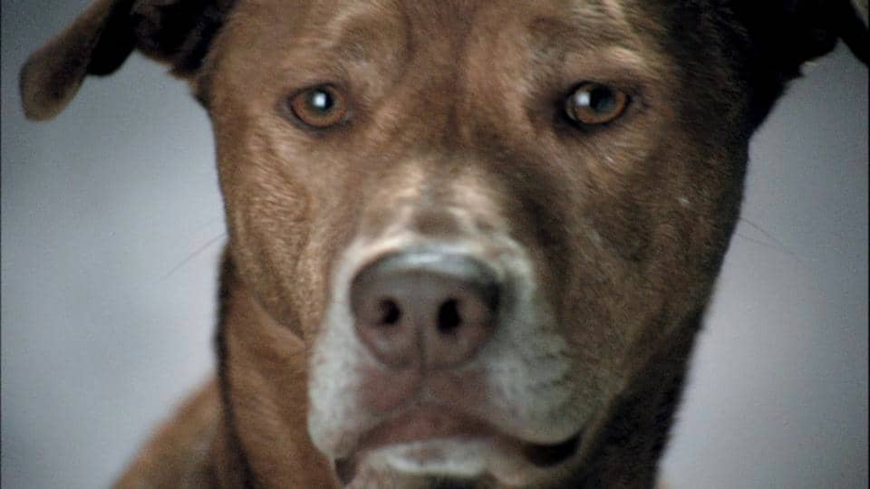 "Peace For Dogs" on Vimeo