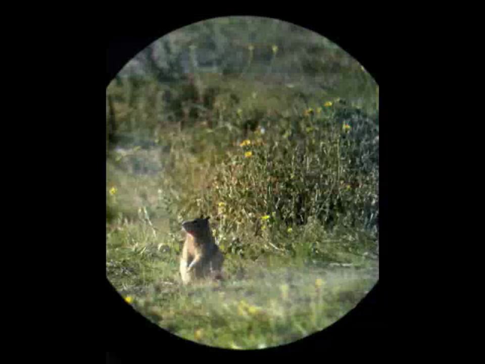 Animal watching! | SkyLight on a spotting scope on Vimeo