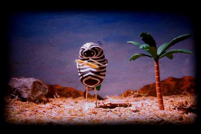 Zebra Pod on Vimeo