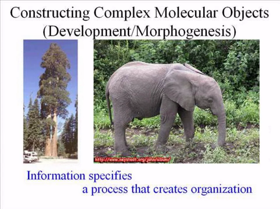 DNA-based Nanosystems - Erik Winfree, California Institute of ...