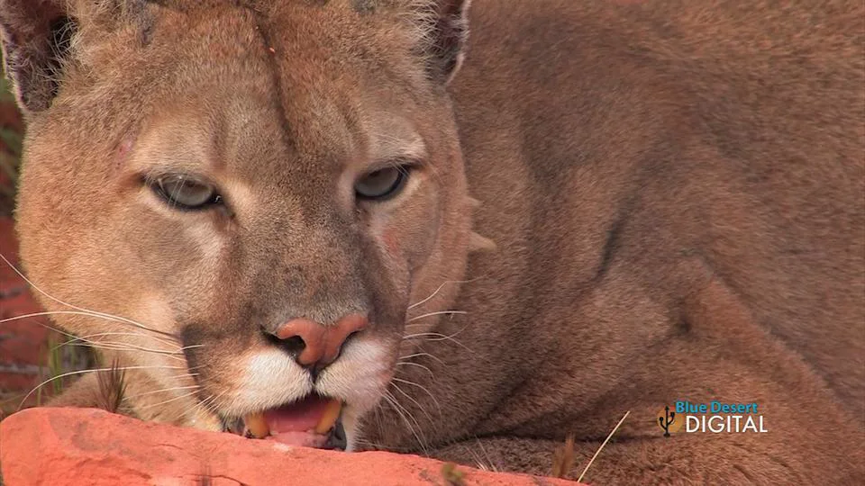 Wildlife Videography Reel on Vimeo
