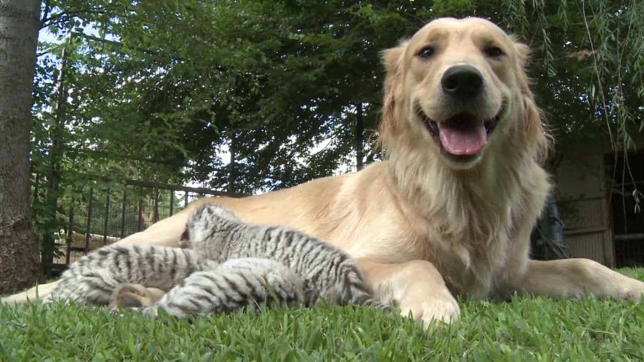 Golden Retriever takes on white tiger cubs on Vimeo