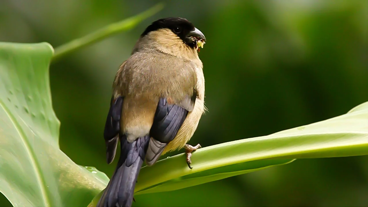 Priolo - teaser on Vimeo